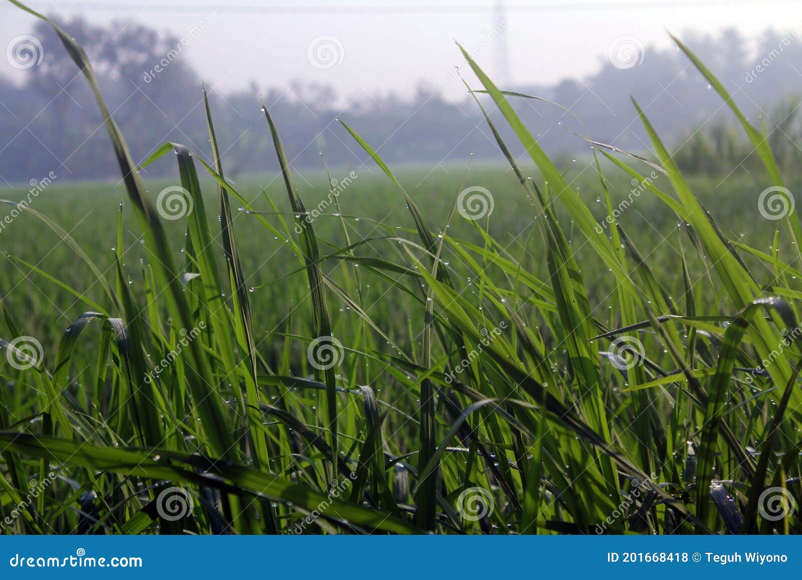 Grass in the Rice Farm stock photo. Image of meadow - 201668418