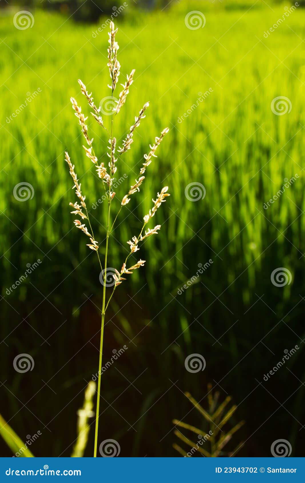 Grass in rice field stock photo. Image of outdoors, plant - 23943702