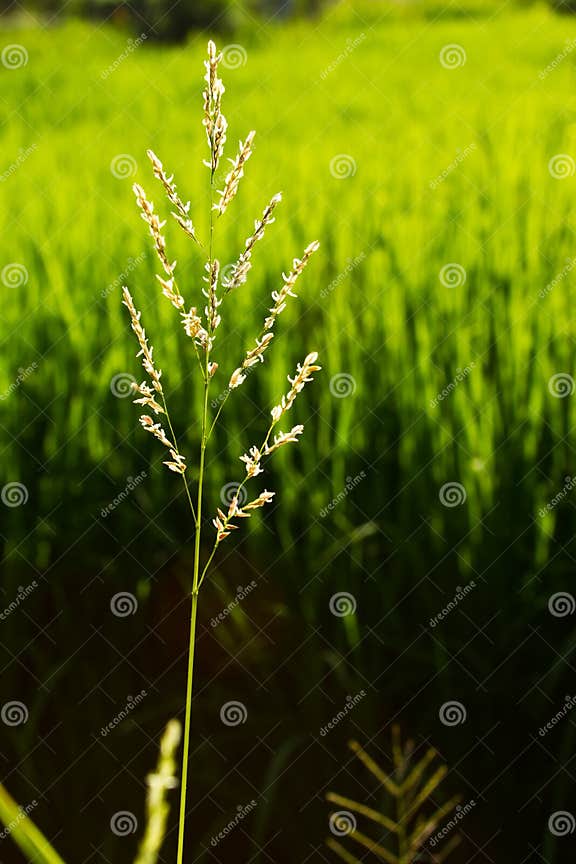 Grass in rice field stock photo. Image of outdoors, plant - 23943702