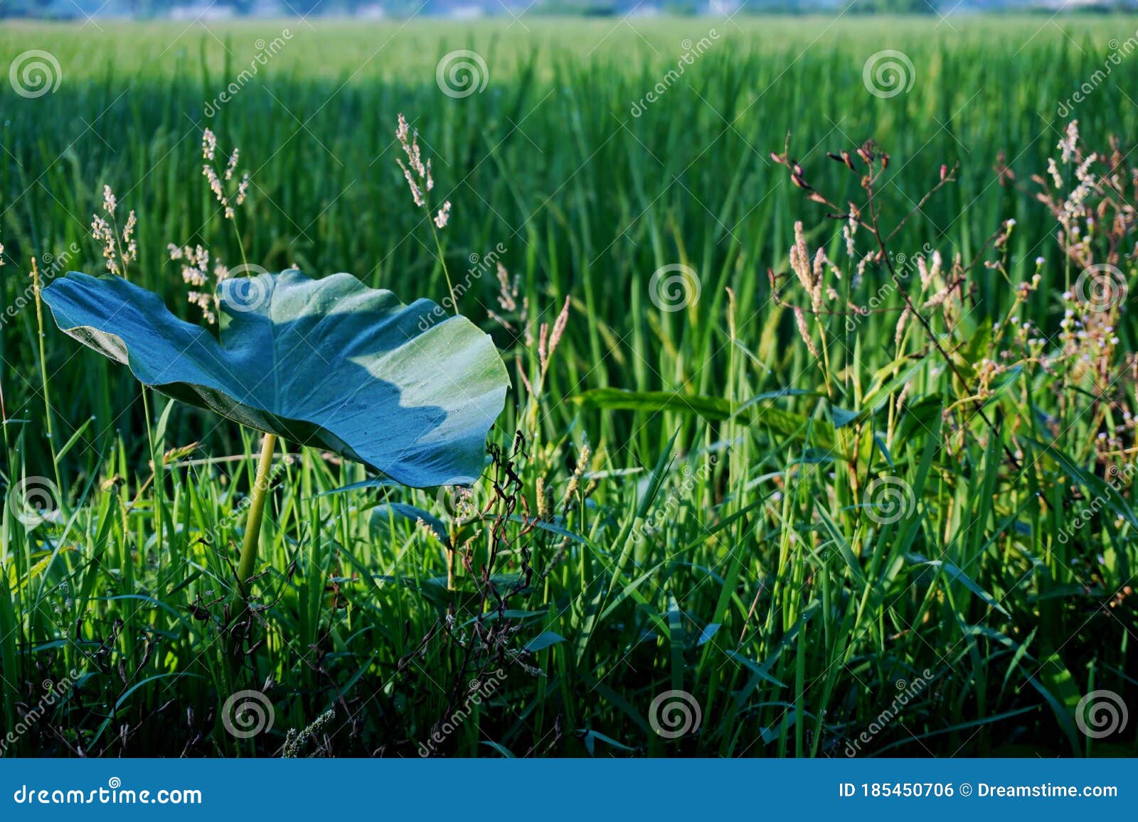 Grass in the Rice Field Area Stock Photo - Image of field, grass: 185450706