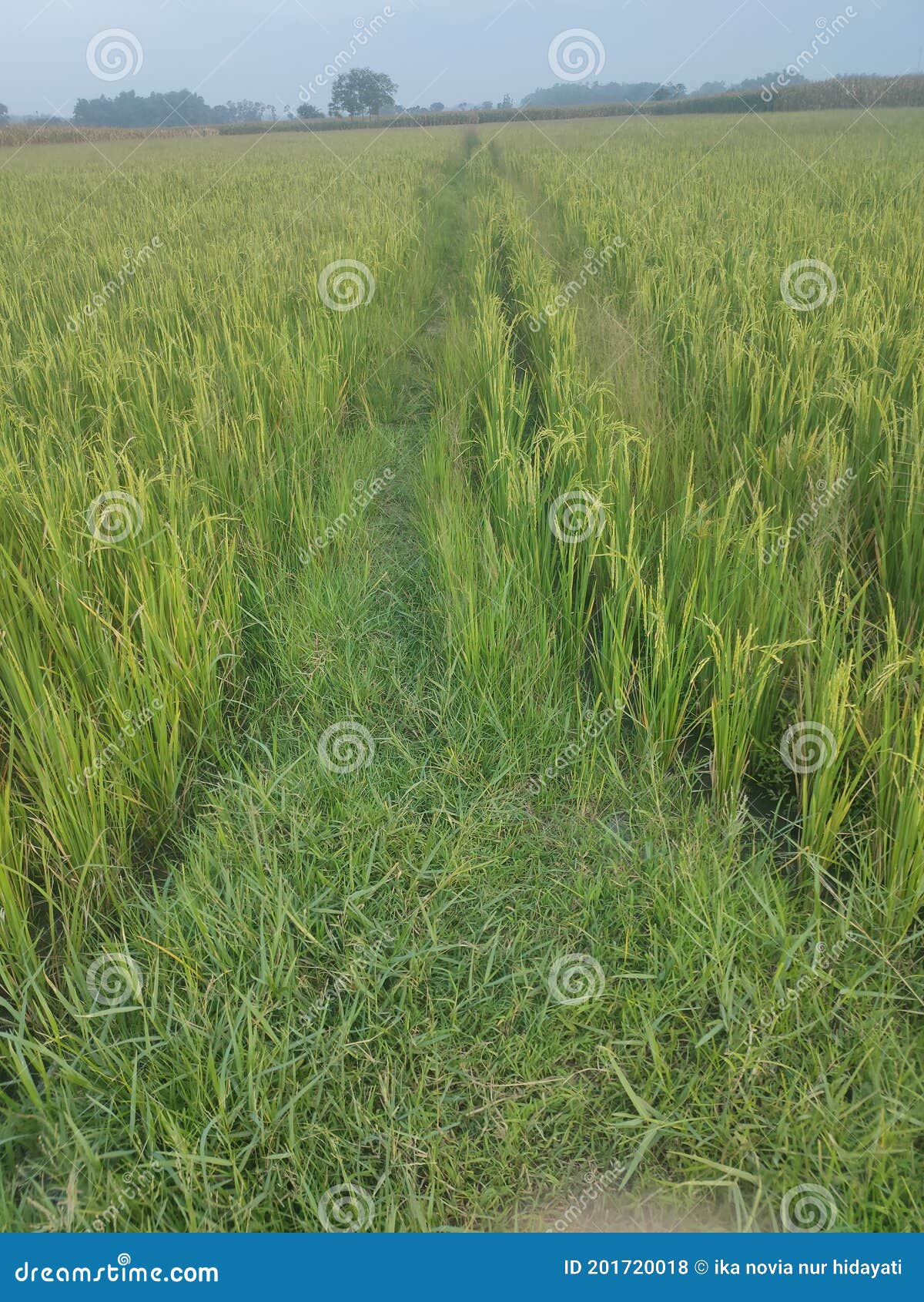 Grass and Rice Field in the Way To Reach You Stock Photo - Image of ...