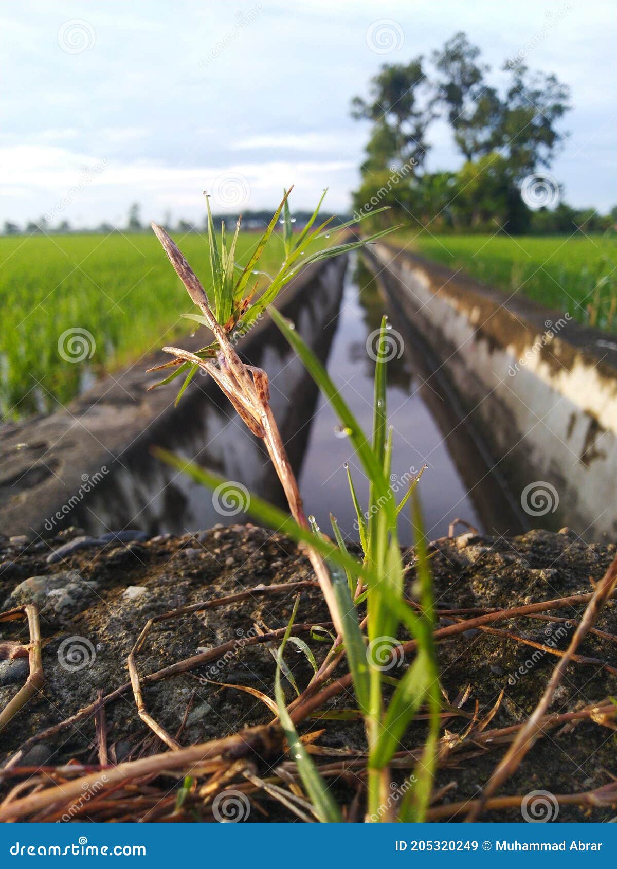 Grass on the rice fields stock image. Image of indonesia - 205320249