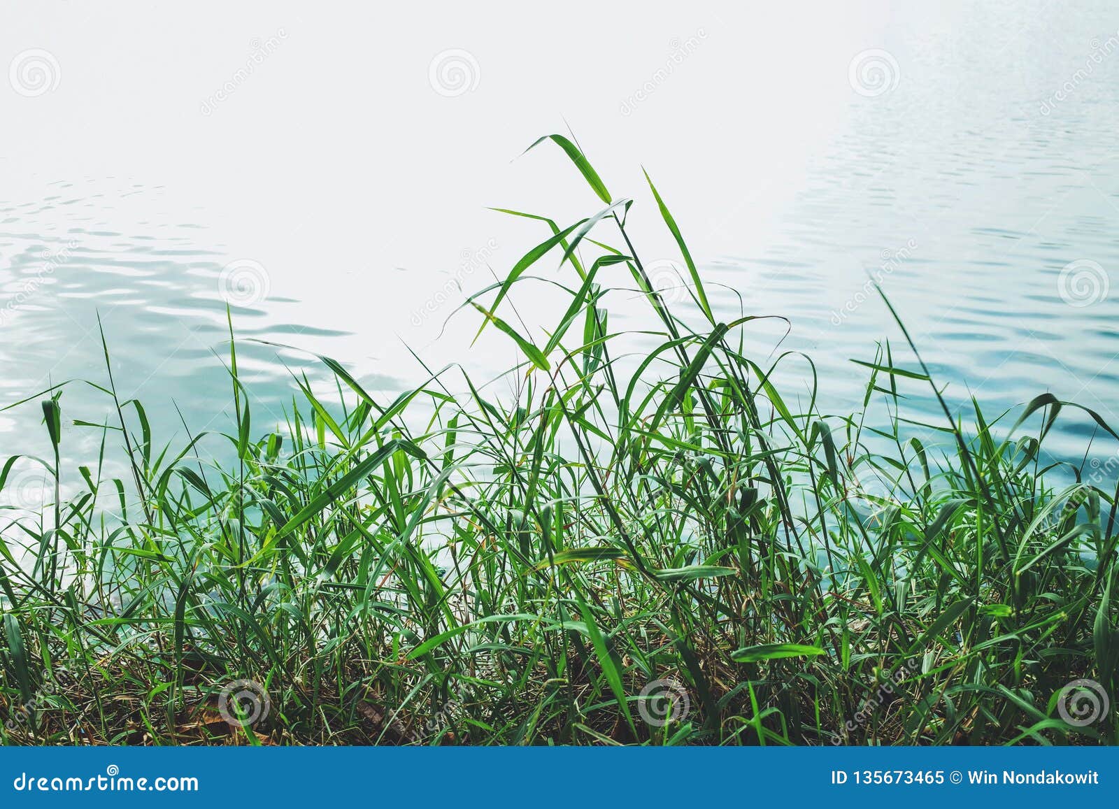 Grass and ripple of water stock image. Image of grass - 135673465