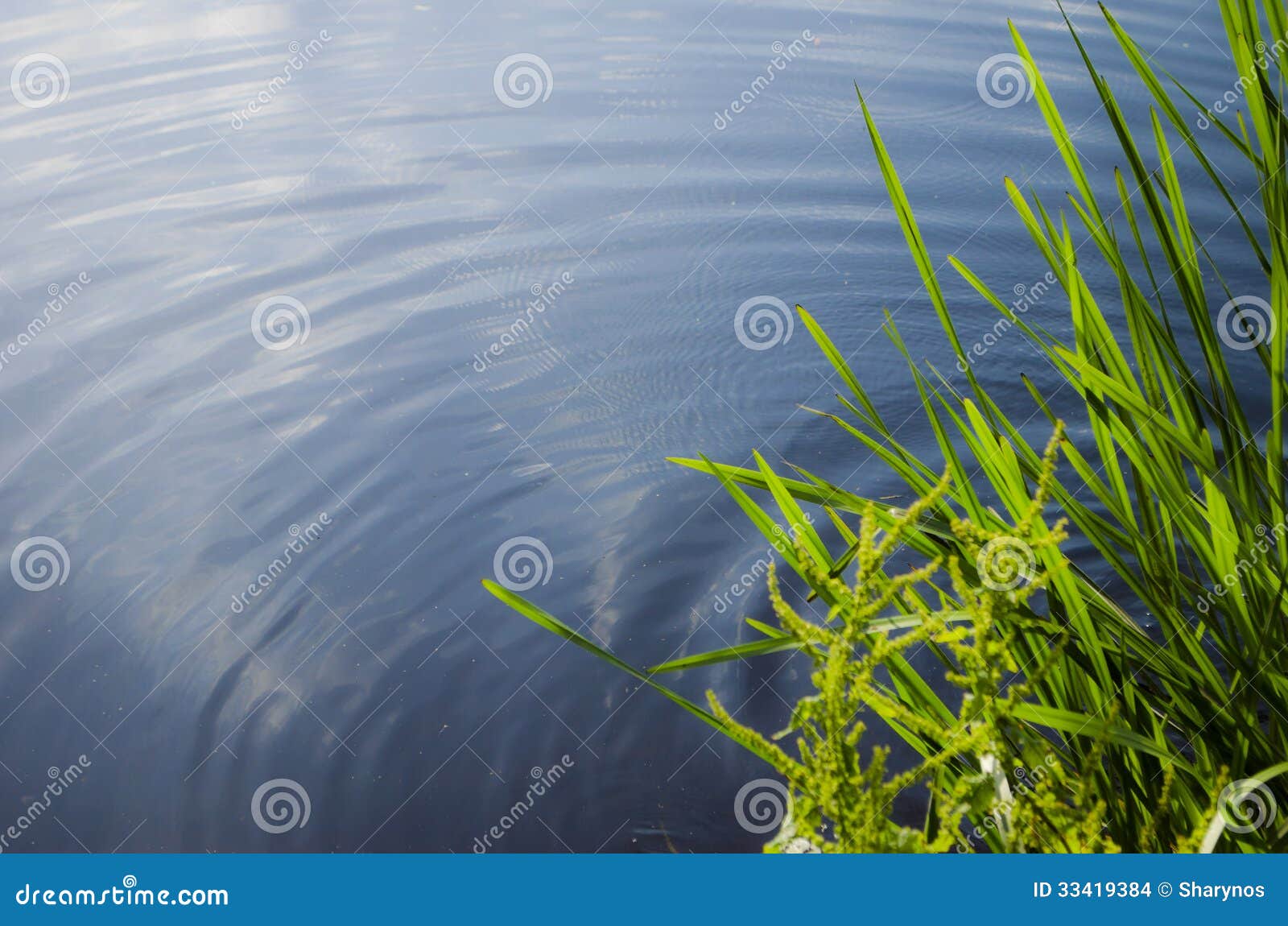 Grass and rippled water stock photo. Image of closeup - 33419384