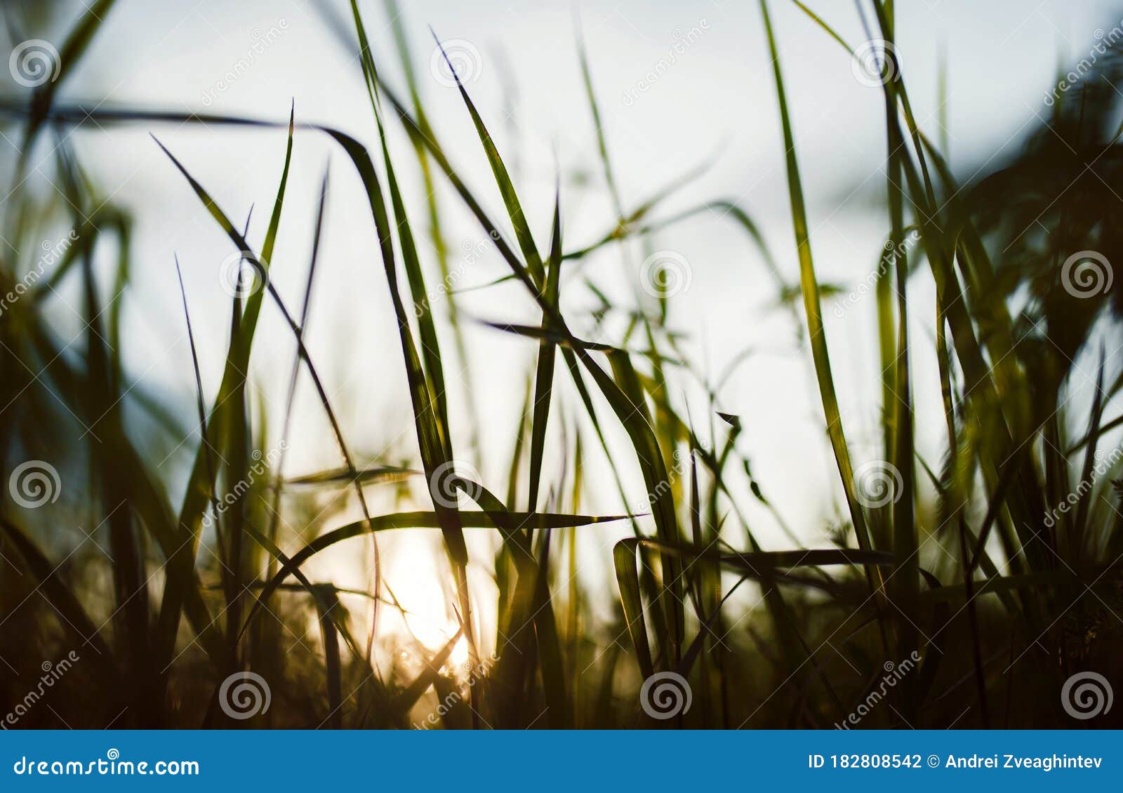 Grass and Rising Sun stock photo. Image of summer, growth - 182808542