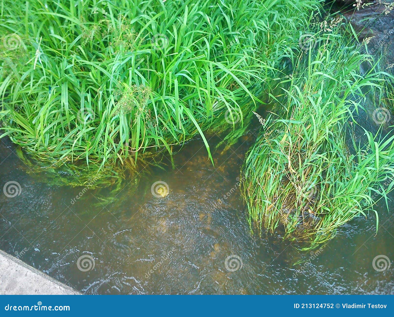 Grass in the river stock photo. Image of plant, leaf - 213124752