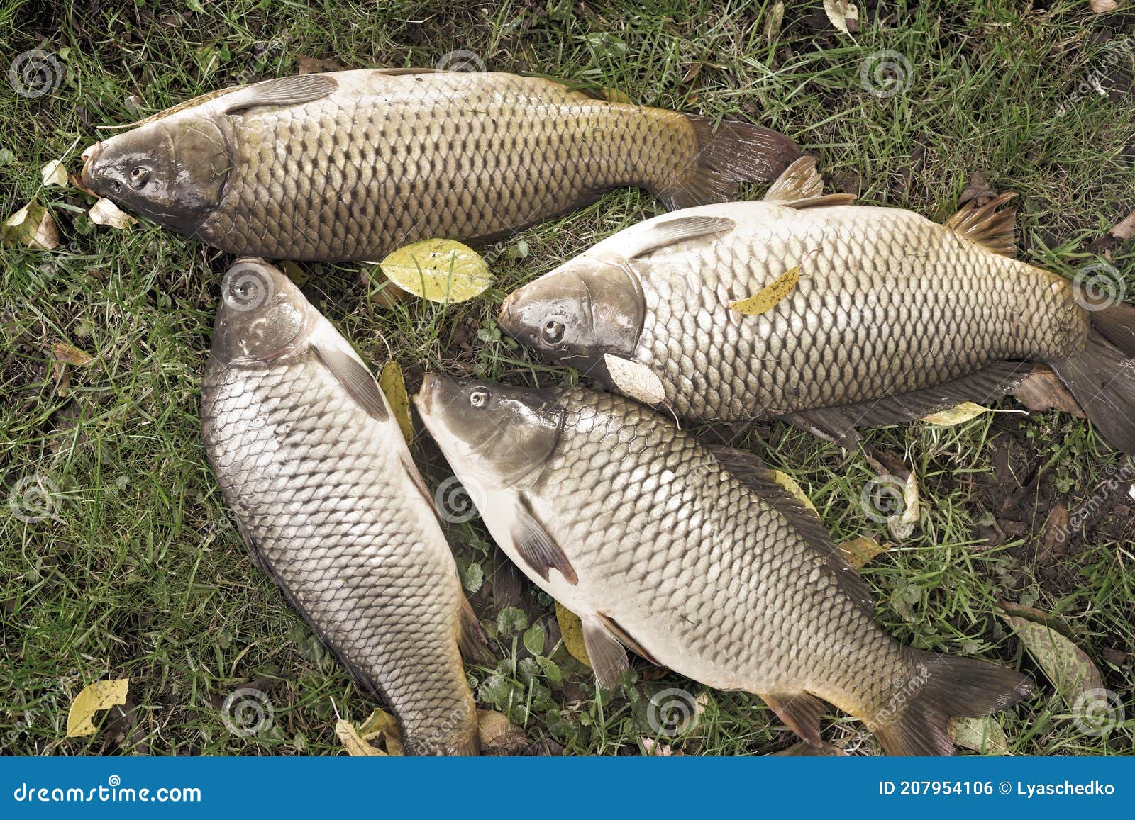 Fresh River Fish Carp Caught in the River Stock Photo - Image of eyes ...