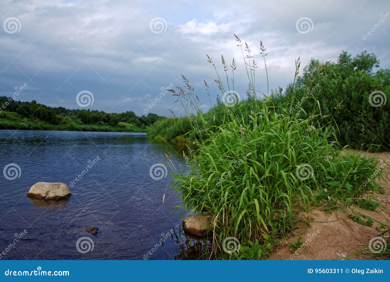 Grass on the river bank stock image. Image of background - 95603311