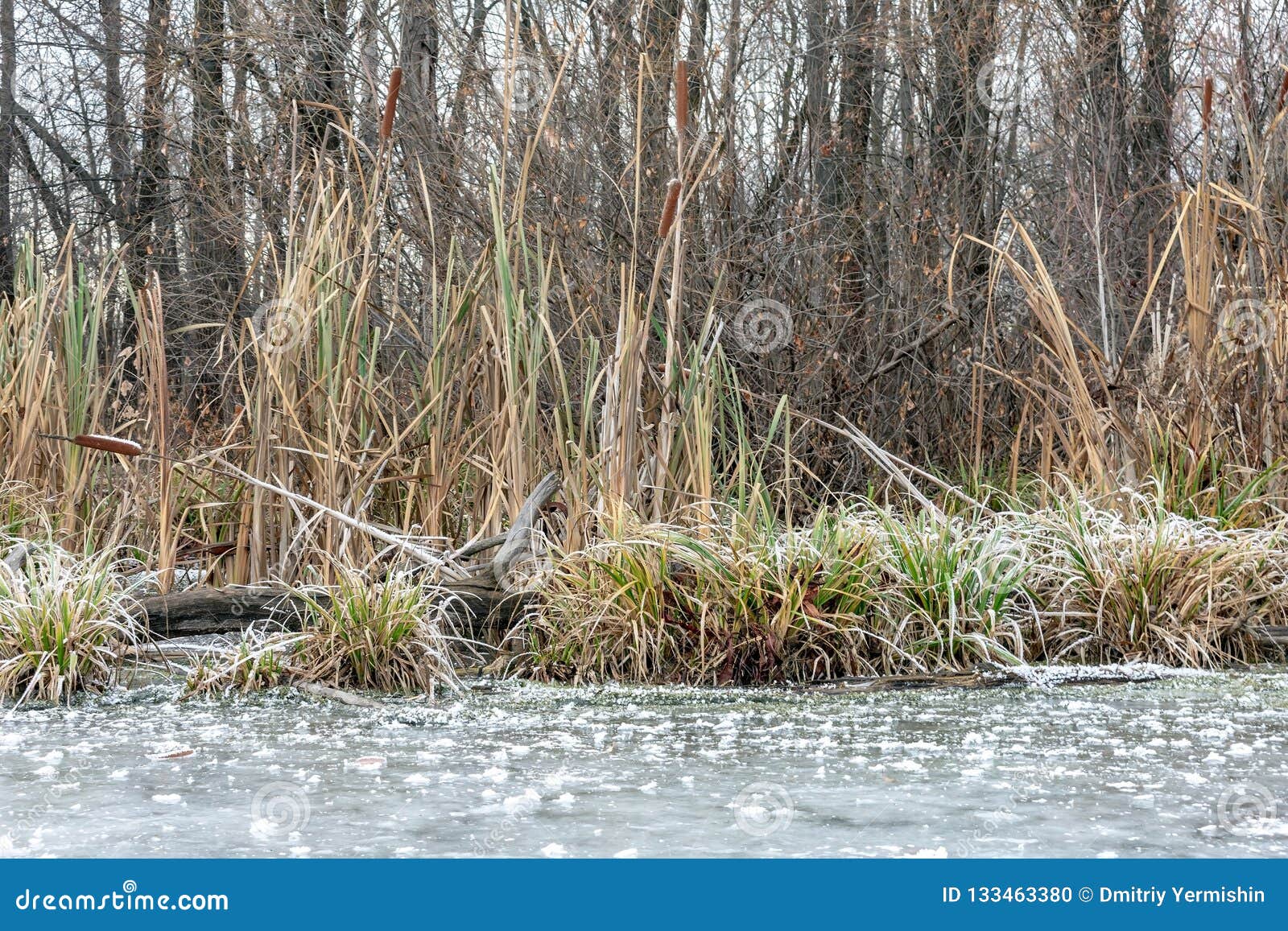 Grass on the River Bank in Winter Stock Photo - Image of frozen ...
