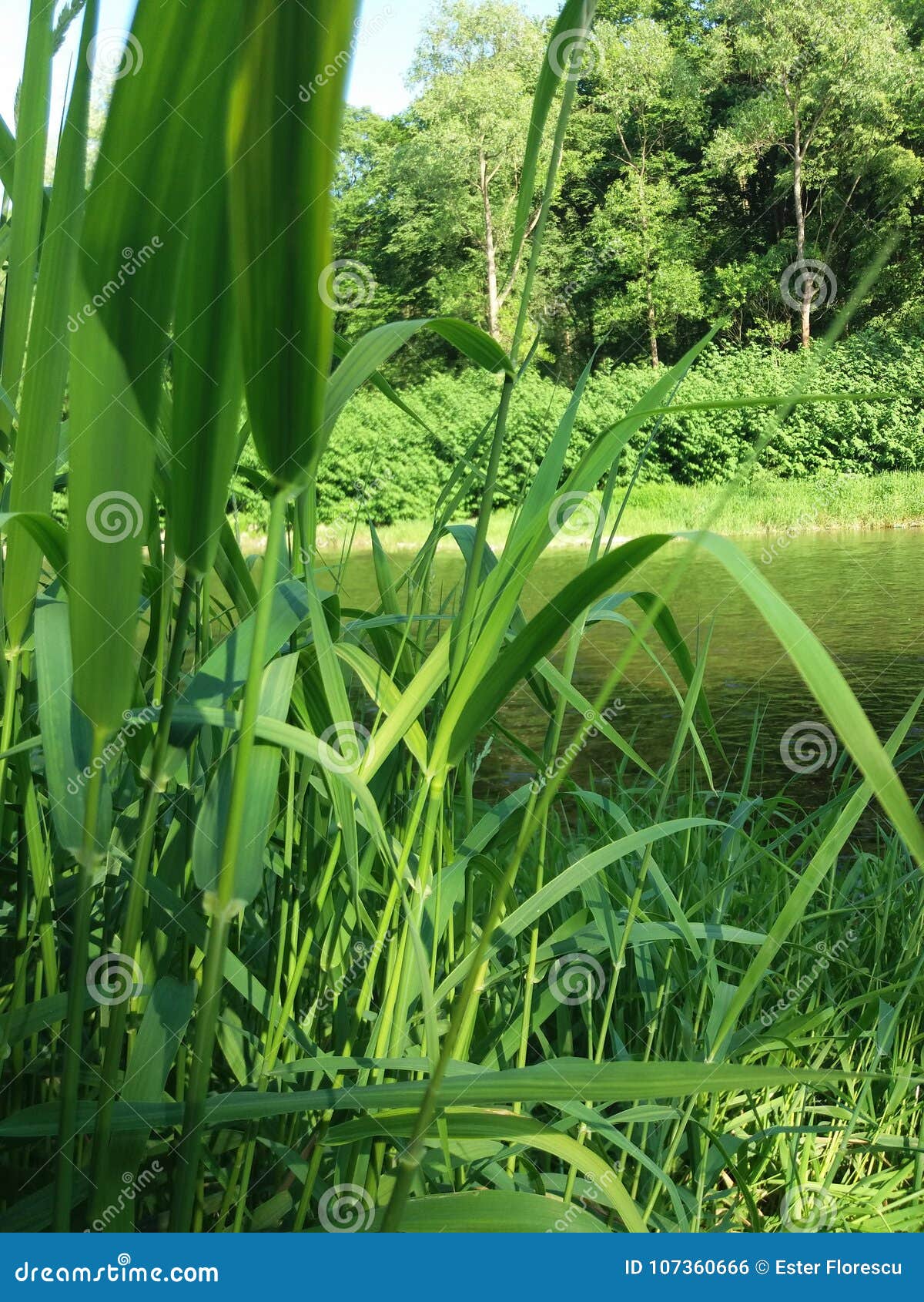 Grass at river stock photo. Image of nature, horizontal - 107360666