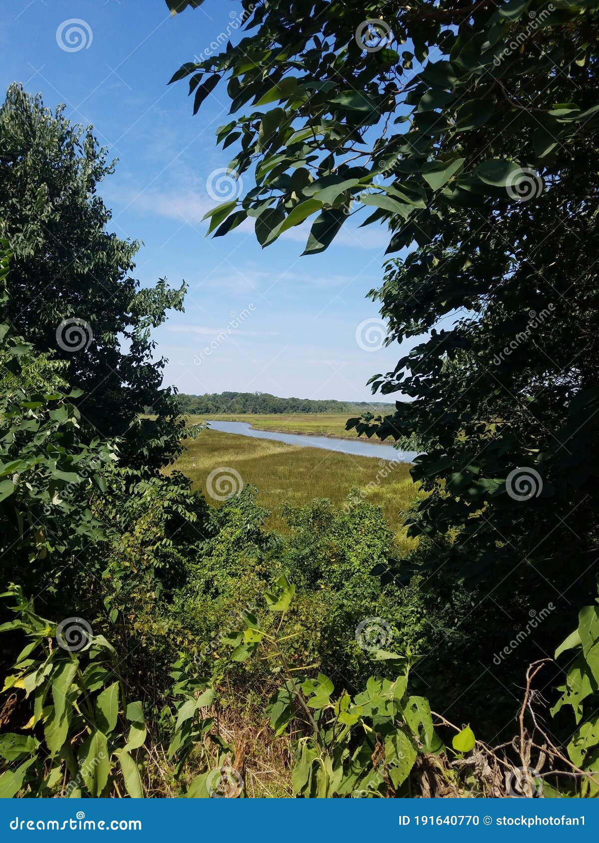 Grass with River Water and Trees Outdoor and Blue Sky Stock Photo ...
