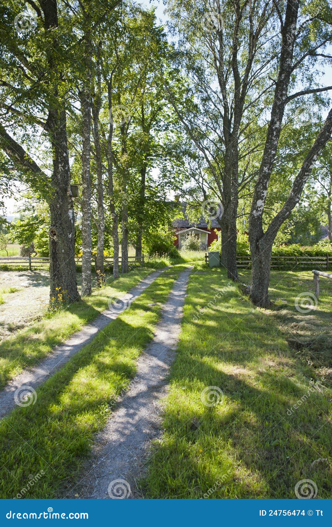 Grass road through avenue stock photo. Image of idyll - 24756474