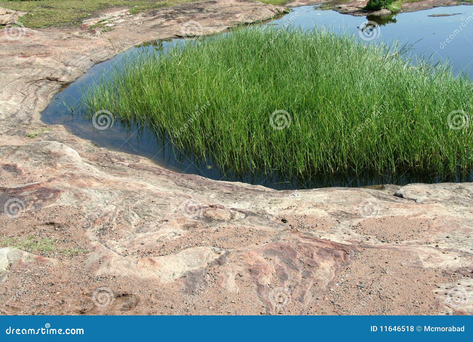 Grass on Rock Bed stock photo. Image of cavity, stored - 11646518