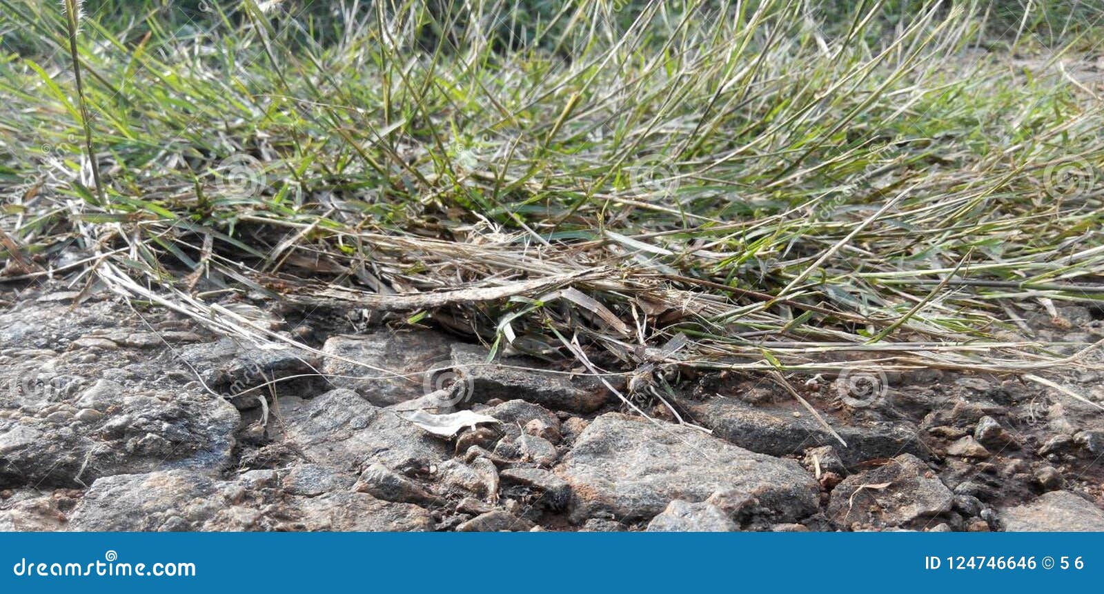 Grass on rock stock photo. Image of rock, ground, icon - 124746646