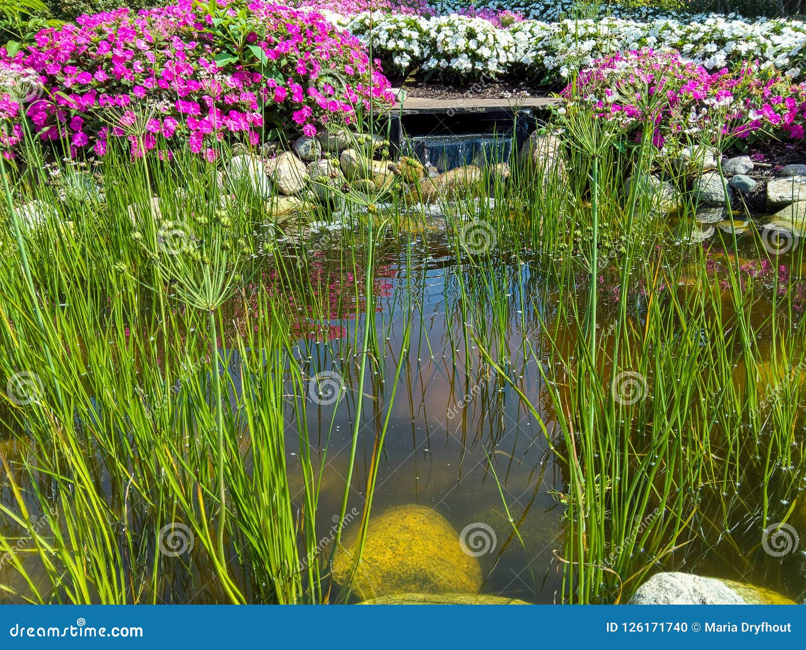 Grass in Rock Garden Pool with Waterfalls Stock Photo - Image of ...