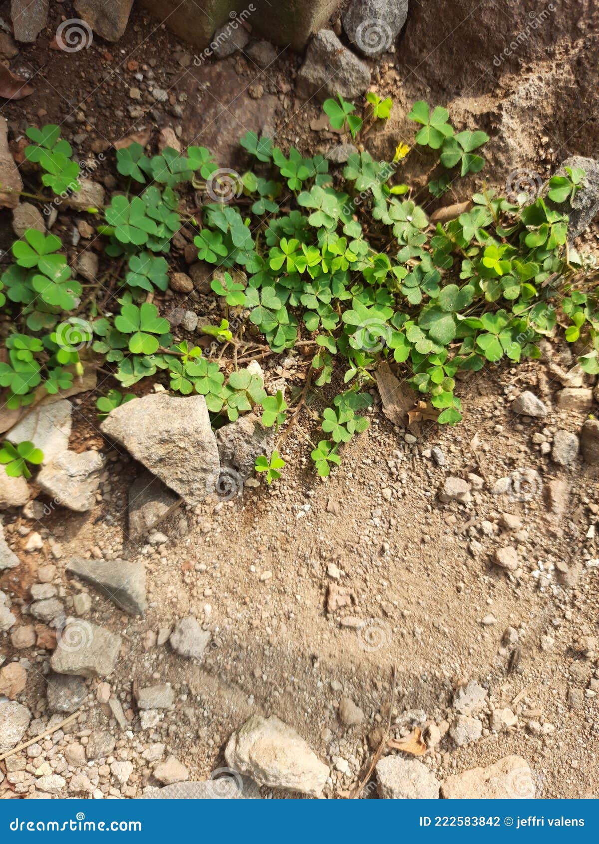 8K Grass Rock Roughness Texture, Height Map Or Specular For ...