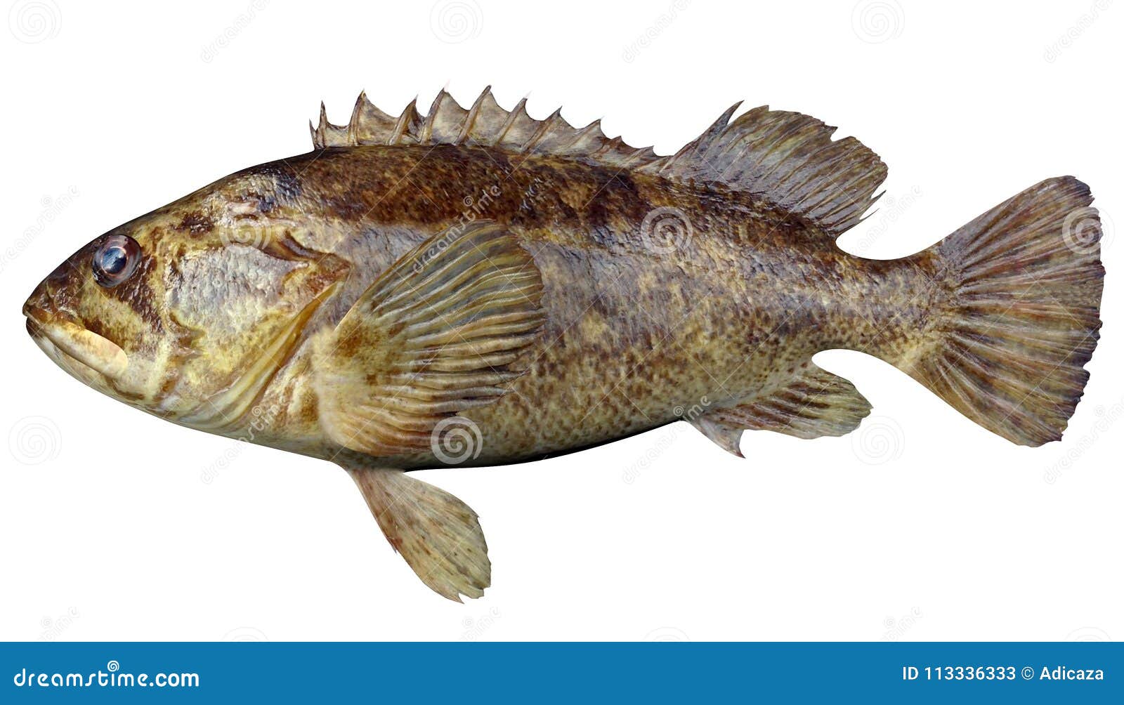 Grass Rockfish stock illustration. Illustration of rockfish - 113336333