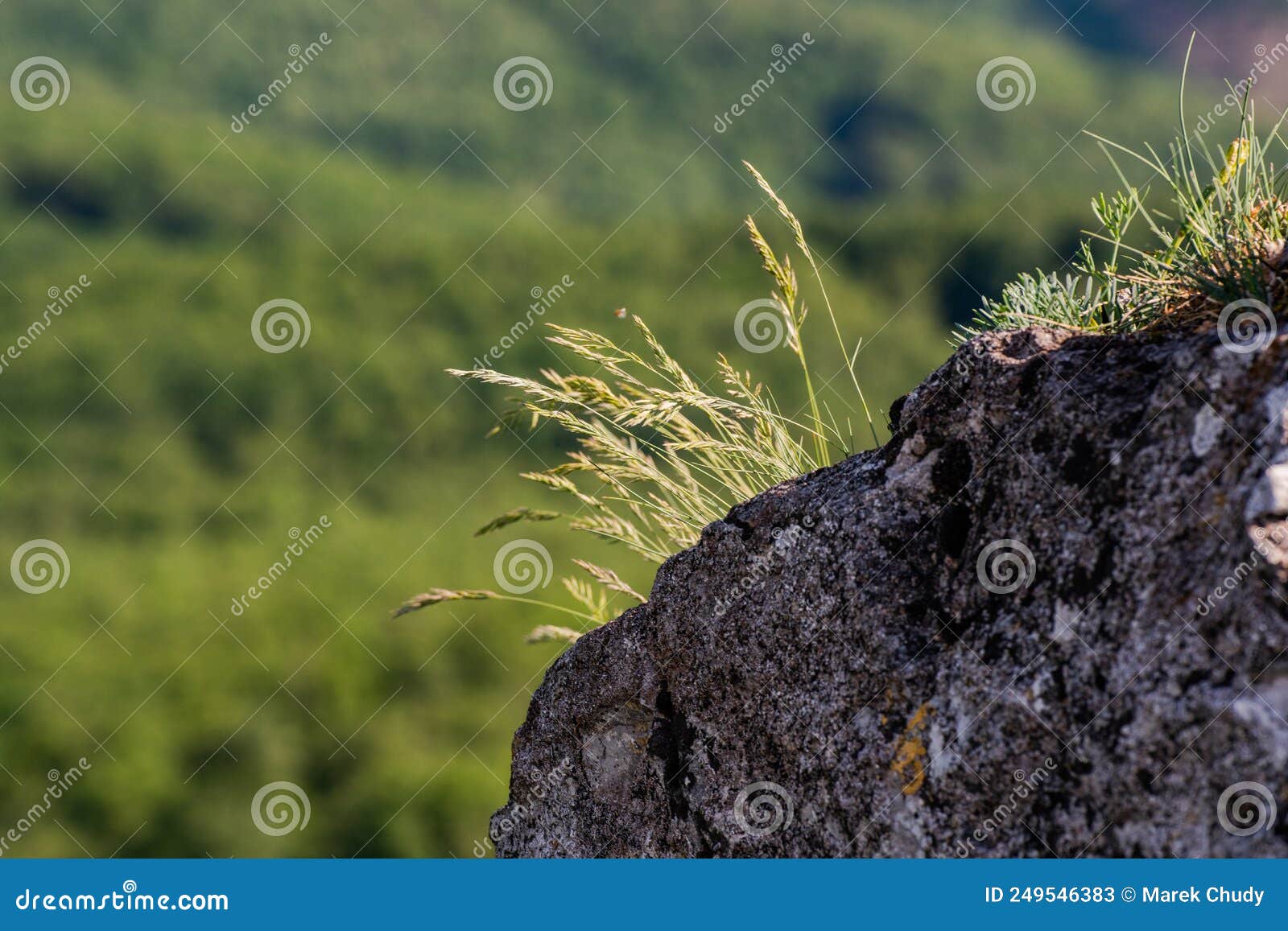Grass in rocks stock image. Image of summer, mountain - 249546383
