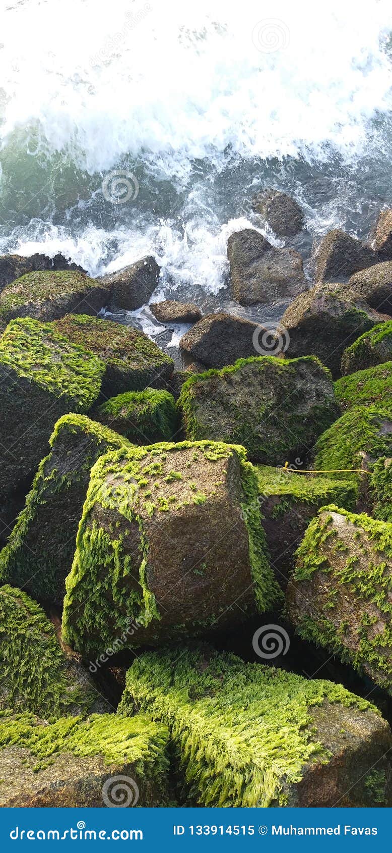 Grass on rocks stock image. Image of nature, underwater - 133914515
