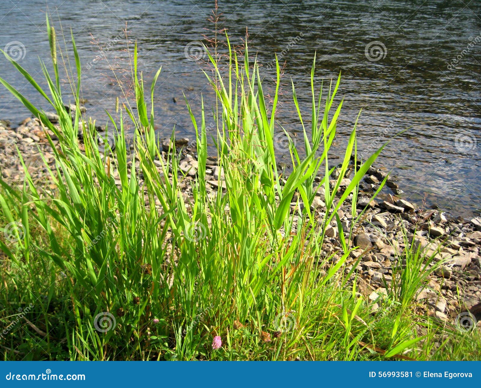 Grass on the Rocks Near the River Stock Image - Image of pavers ...
