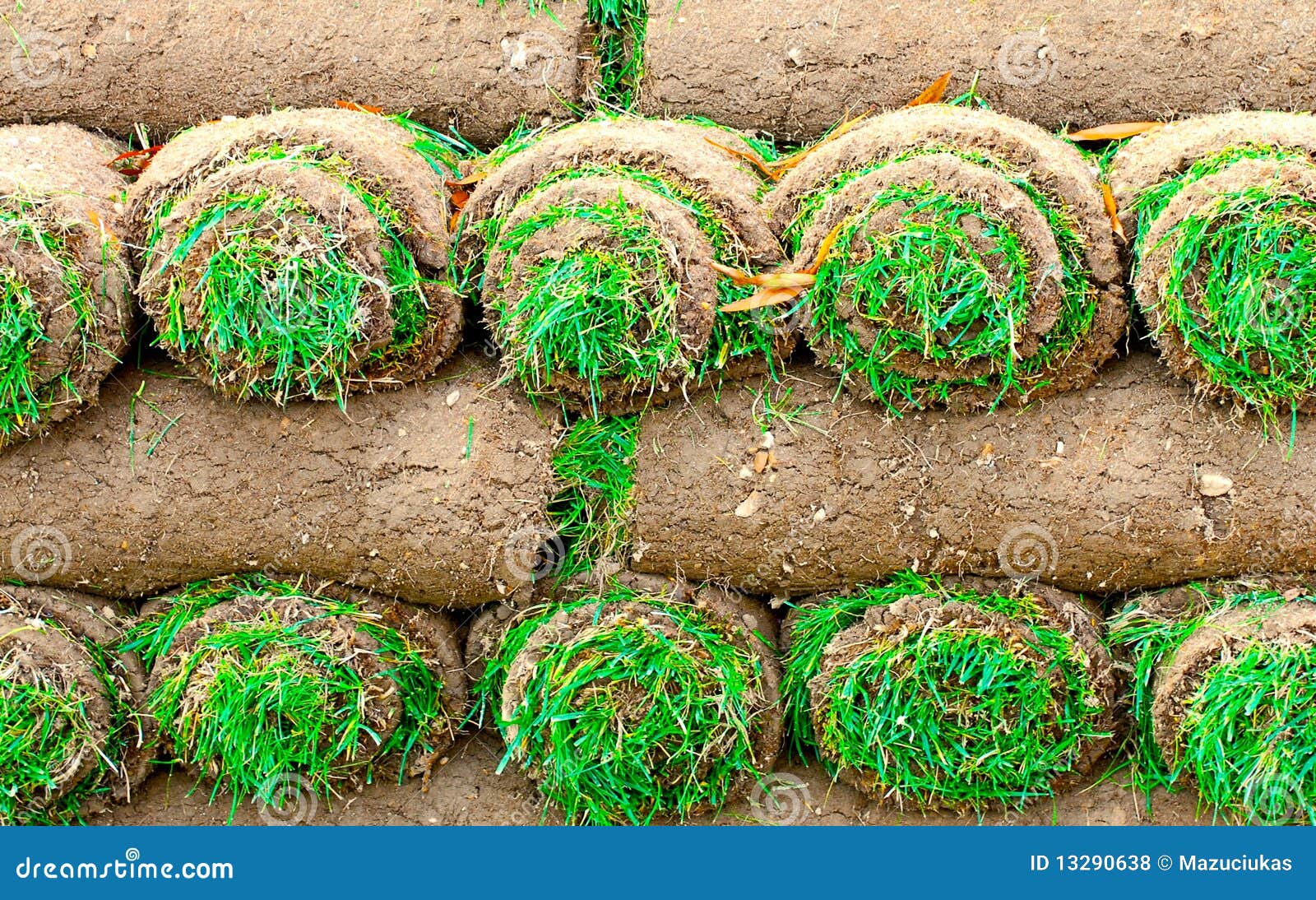 Grass rolls stock photo. Image of order, colors, ornament - 13290638