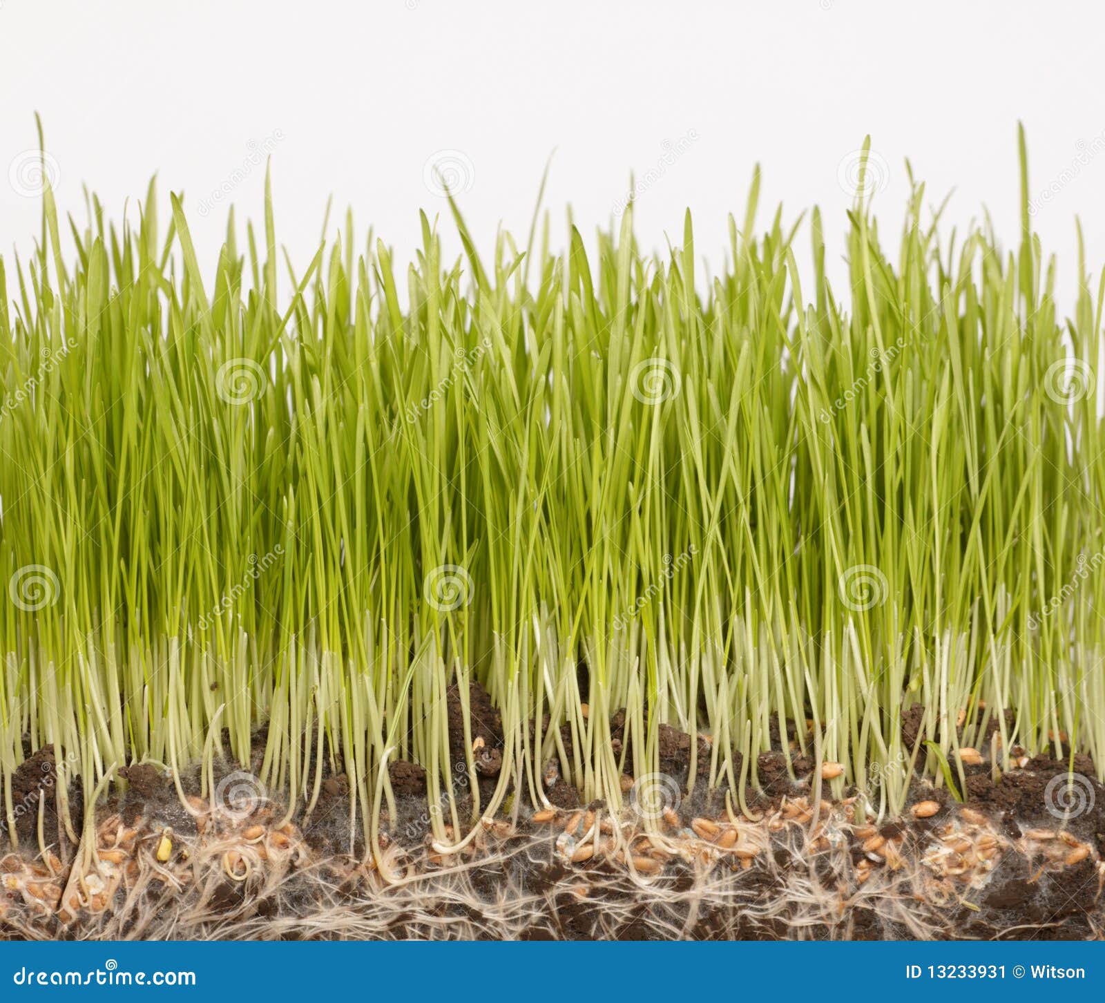 Grass with roots stock image. Image of pattern, background - 13233931