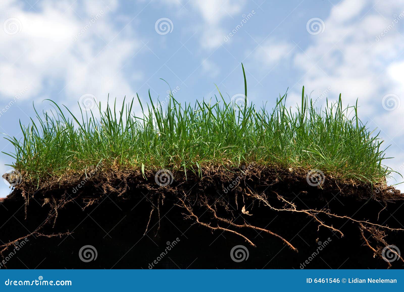 Grass roots stock photo. Image of plant, root, lawn, yard - 6461546