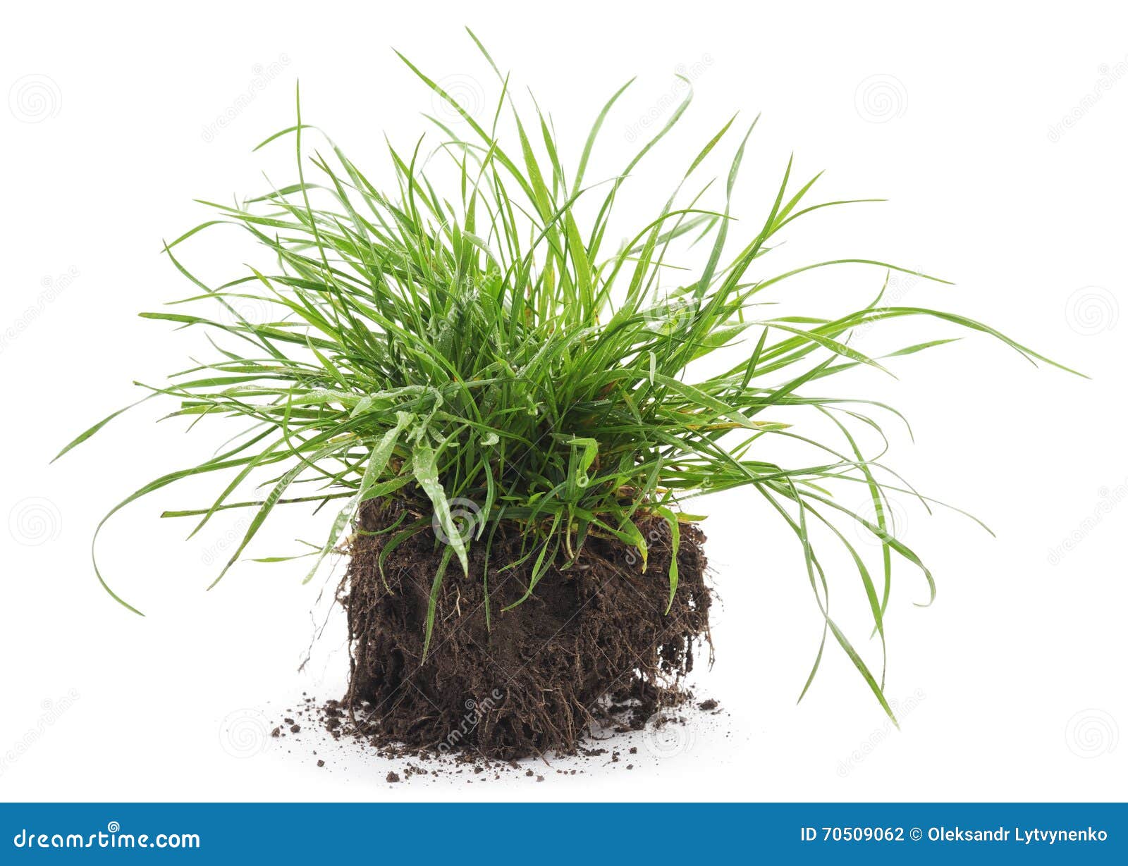 Grass with roots. stock photo. Image of color, edge, white - 70509062