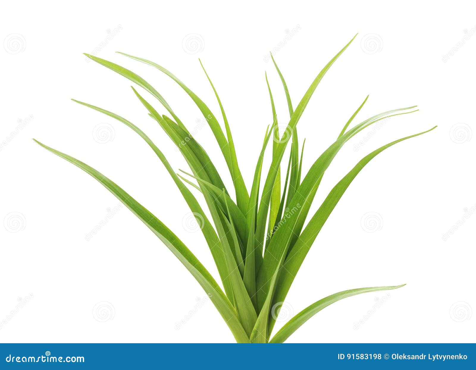 Grass With Roots Royalty-Free Stock Image | CartoonDealer.com #148392532