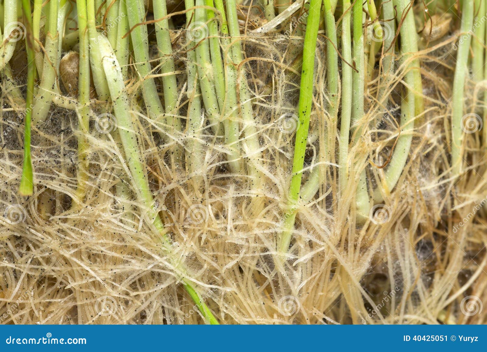 Grass With Roots Royalty-Free Stock Image | CartoonDealer.com #148392532