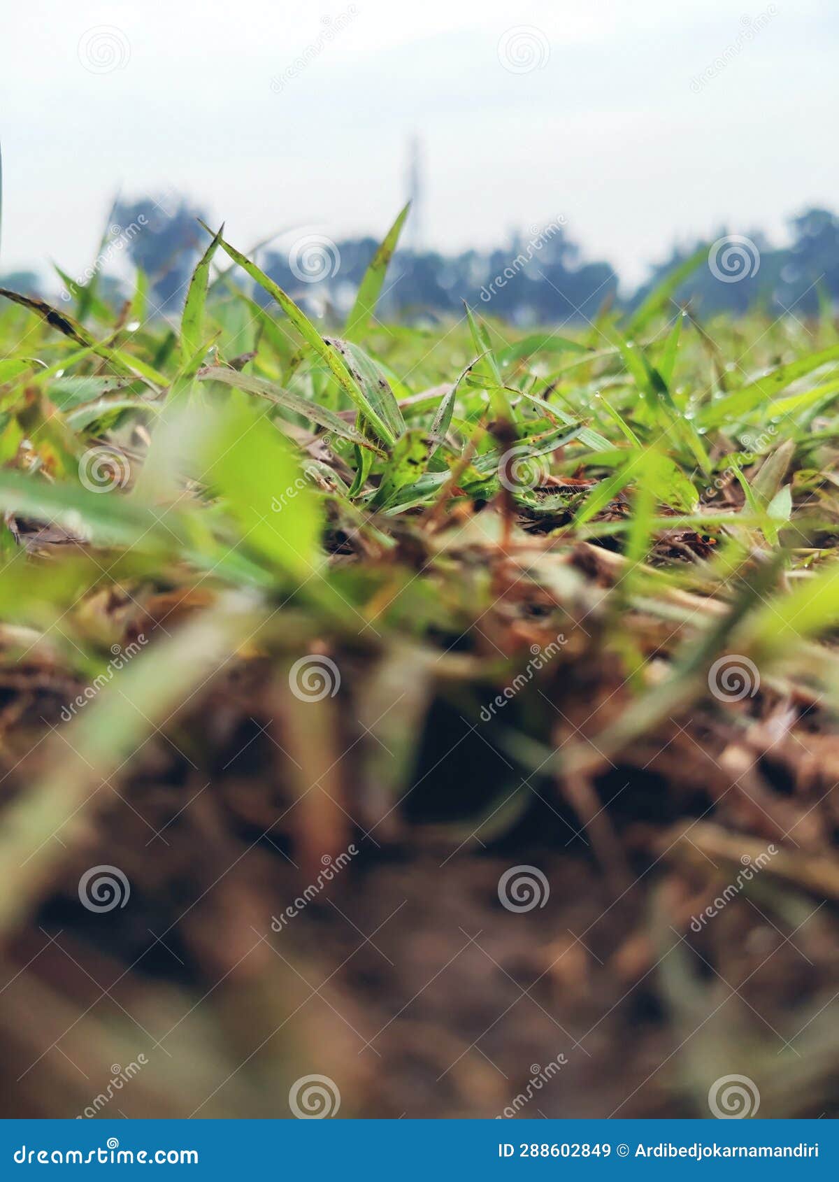 Grass roots stock image. Image of nature, grassland - 288602849