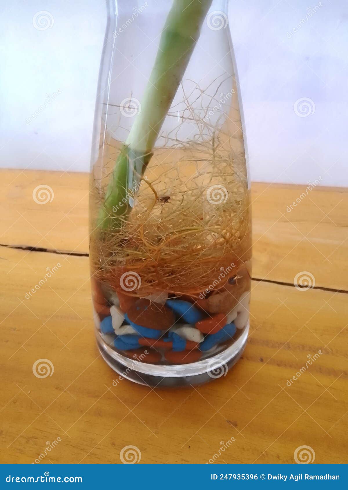 Grass roots plant in a pot stock photo. Image of grass - 247935396
