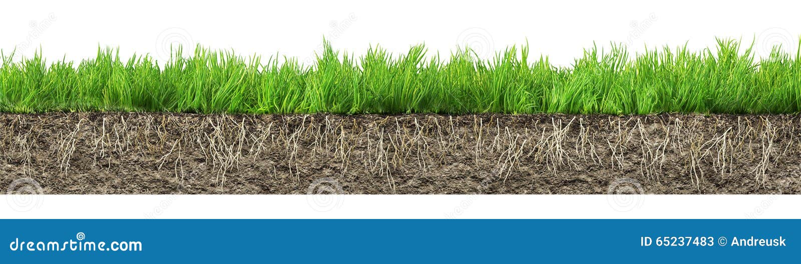Grass with roots and soil stock image. Illustration of land - 65237483