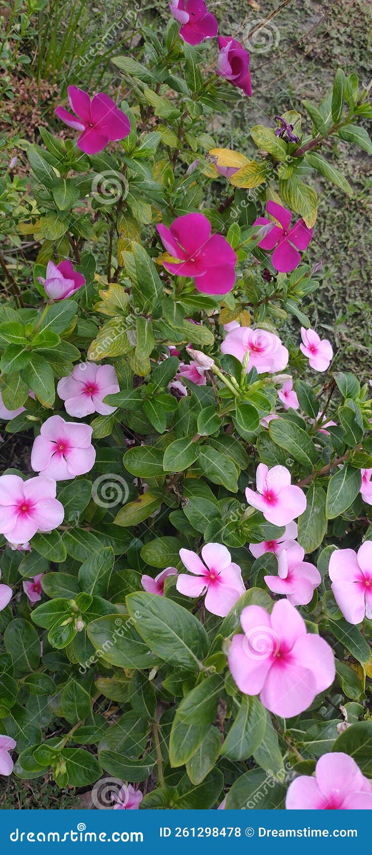 Grass rose in winter stock photo. Image of petal, leaf - 261298478