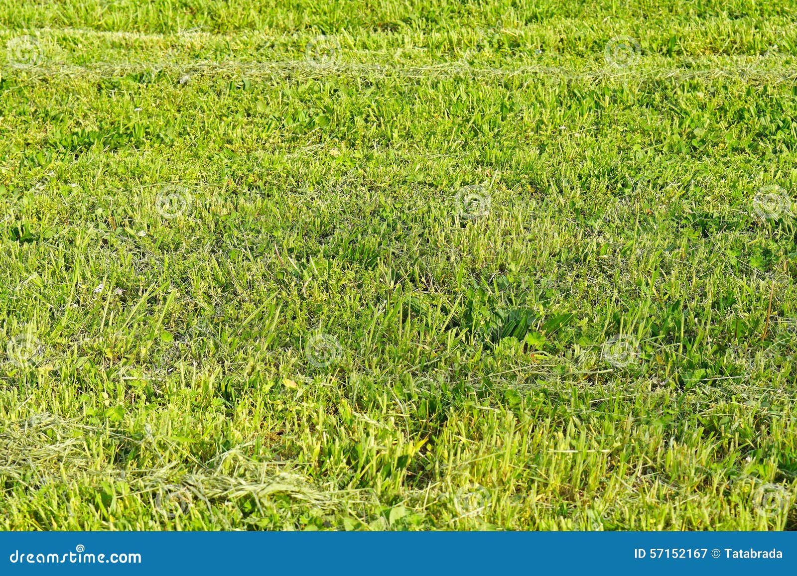 Grass stock image. Image of sports, lawn, green, field - 57152167