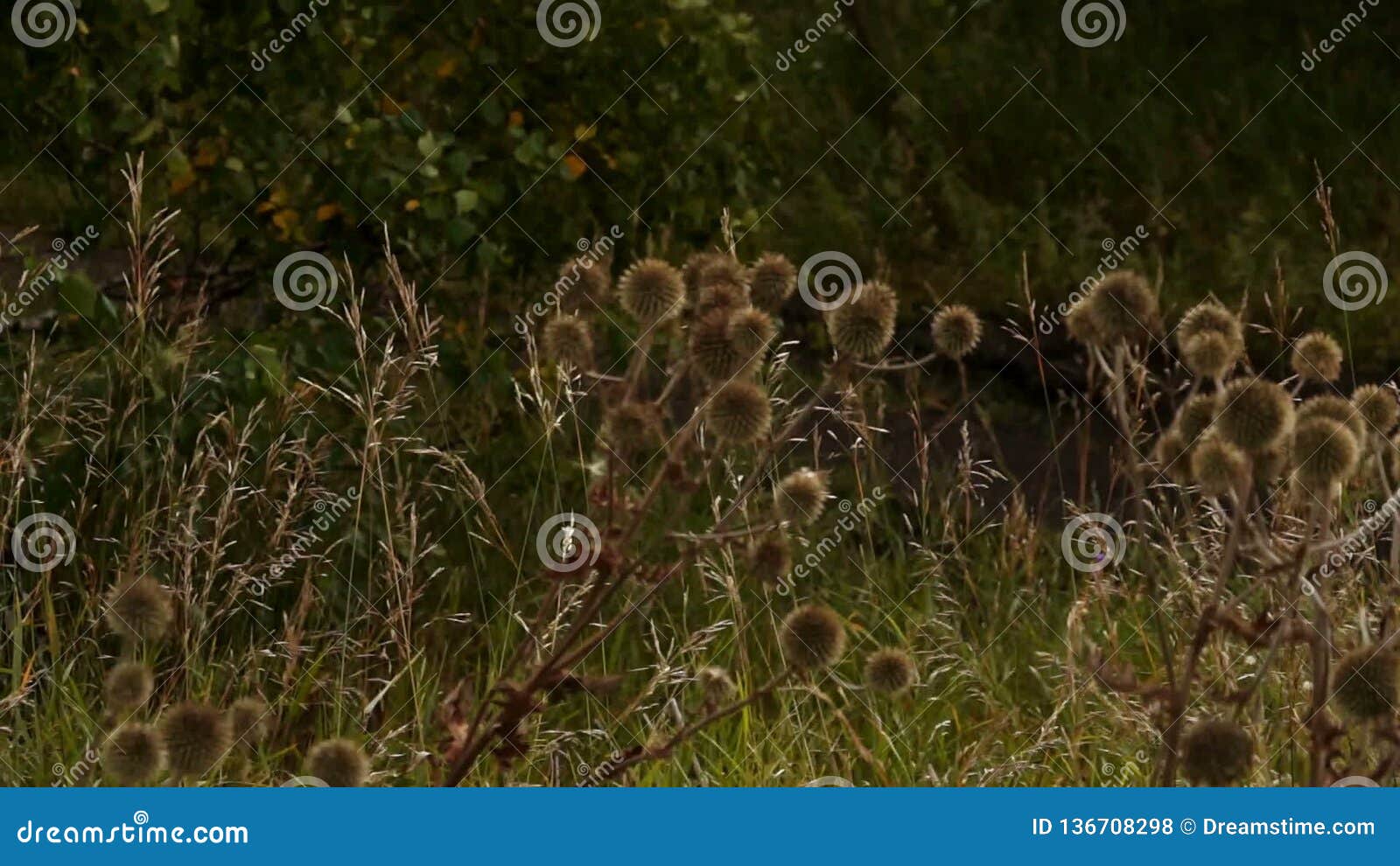 Round Thorns Swaying in the Wind Stock Footage - Video of birch, color ...