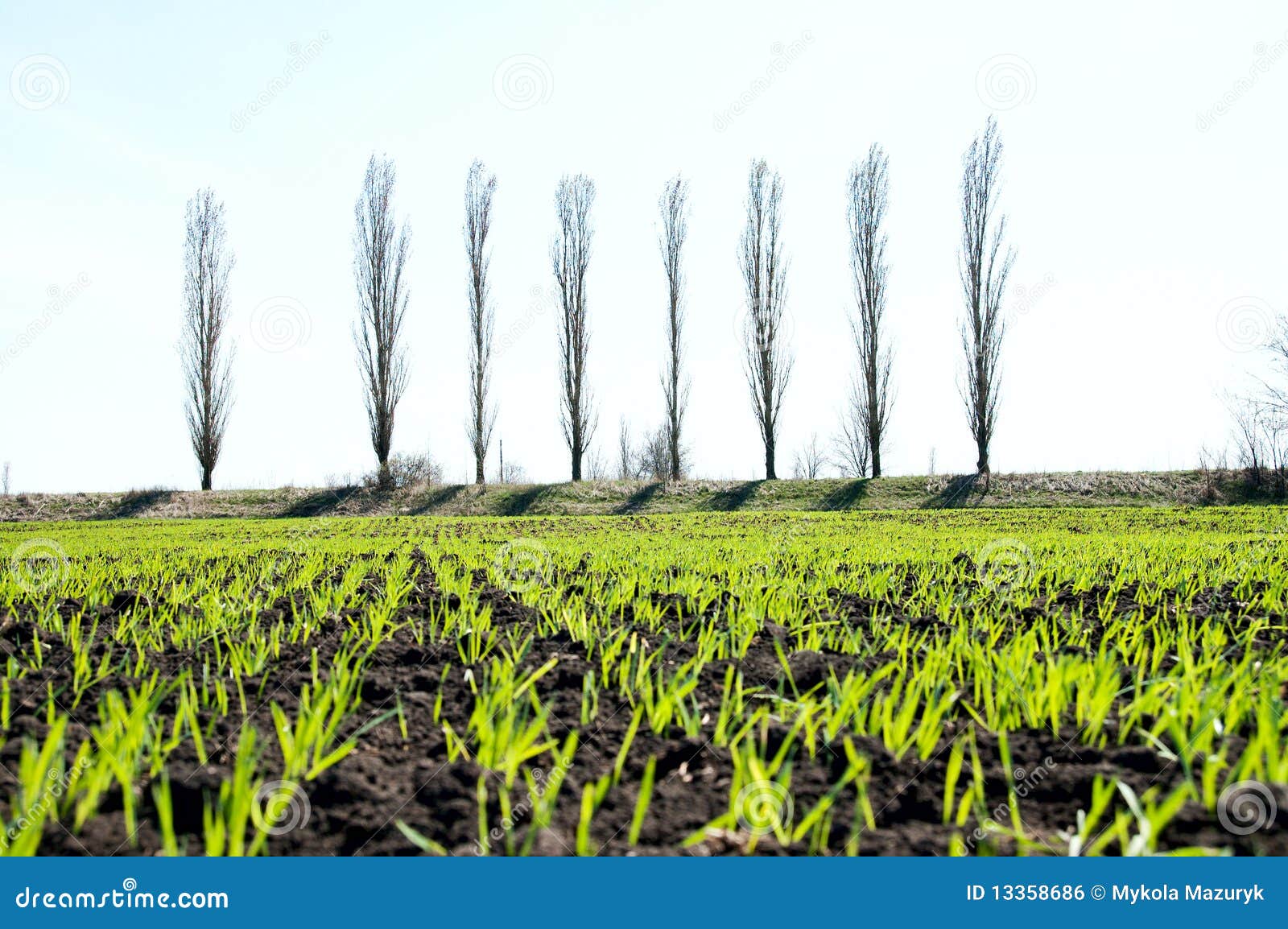 Grass in rows stock photo. Image of landscape, countryside - 13358686