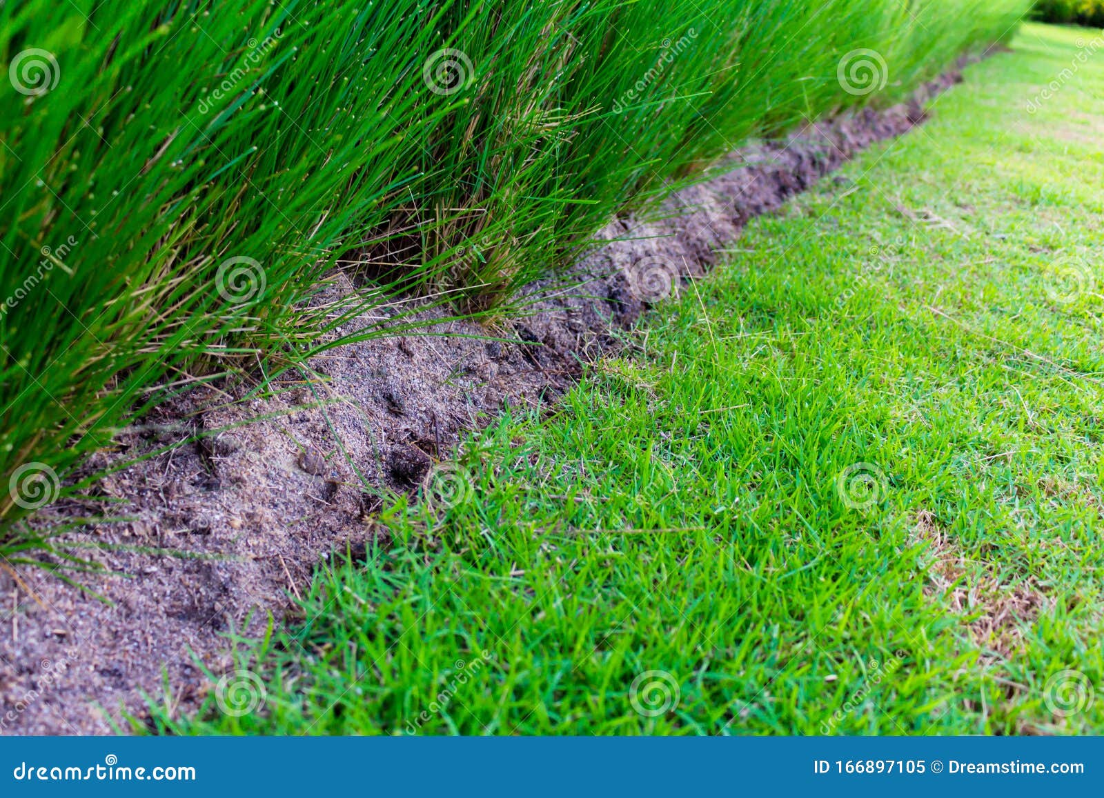 Grass in Rows.Scientific Name :Cynodon Dactylon Stock Image - Image of ...