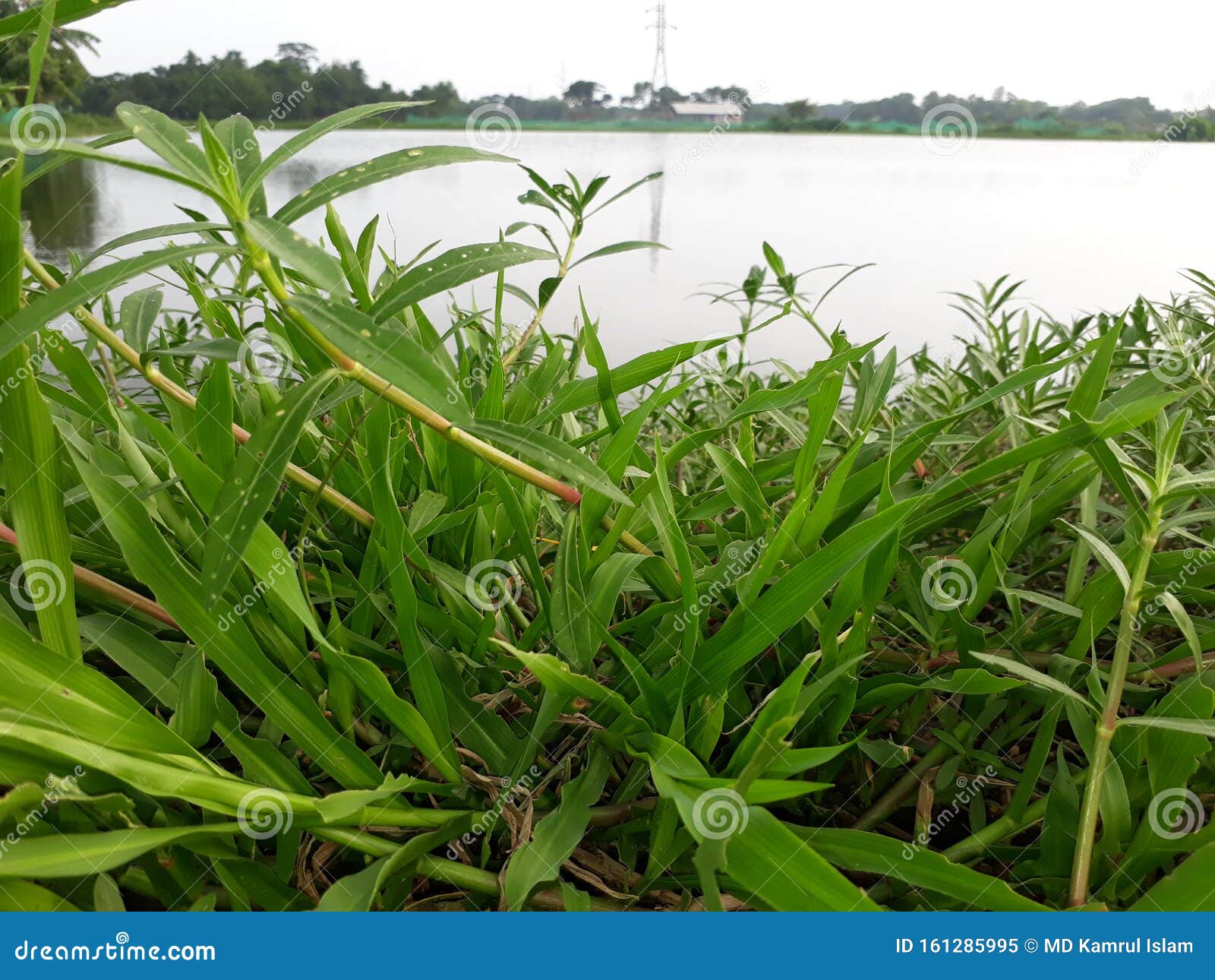 Grass stock image. Image of greengrass, grass, beautiful - 161285995