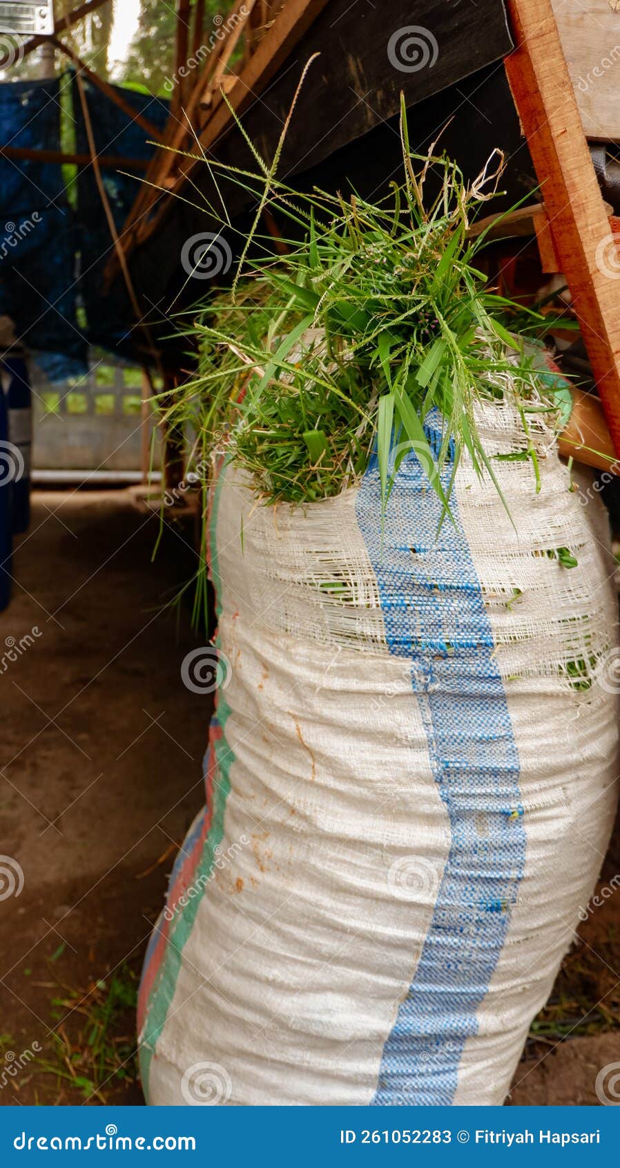 Grass in sack stock image. Image of container, closeup - 261052283