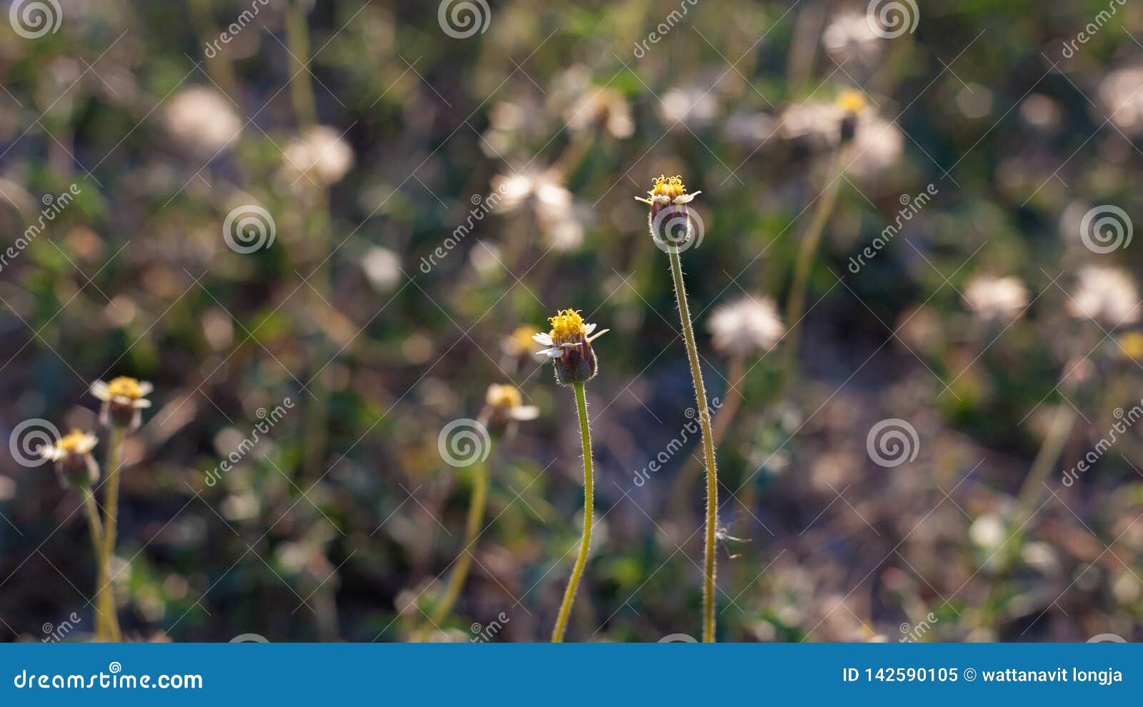 Grass same small flower stock image. Image of small - 142590105
