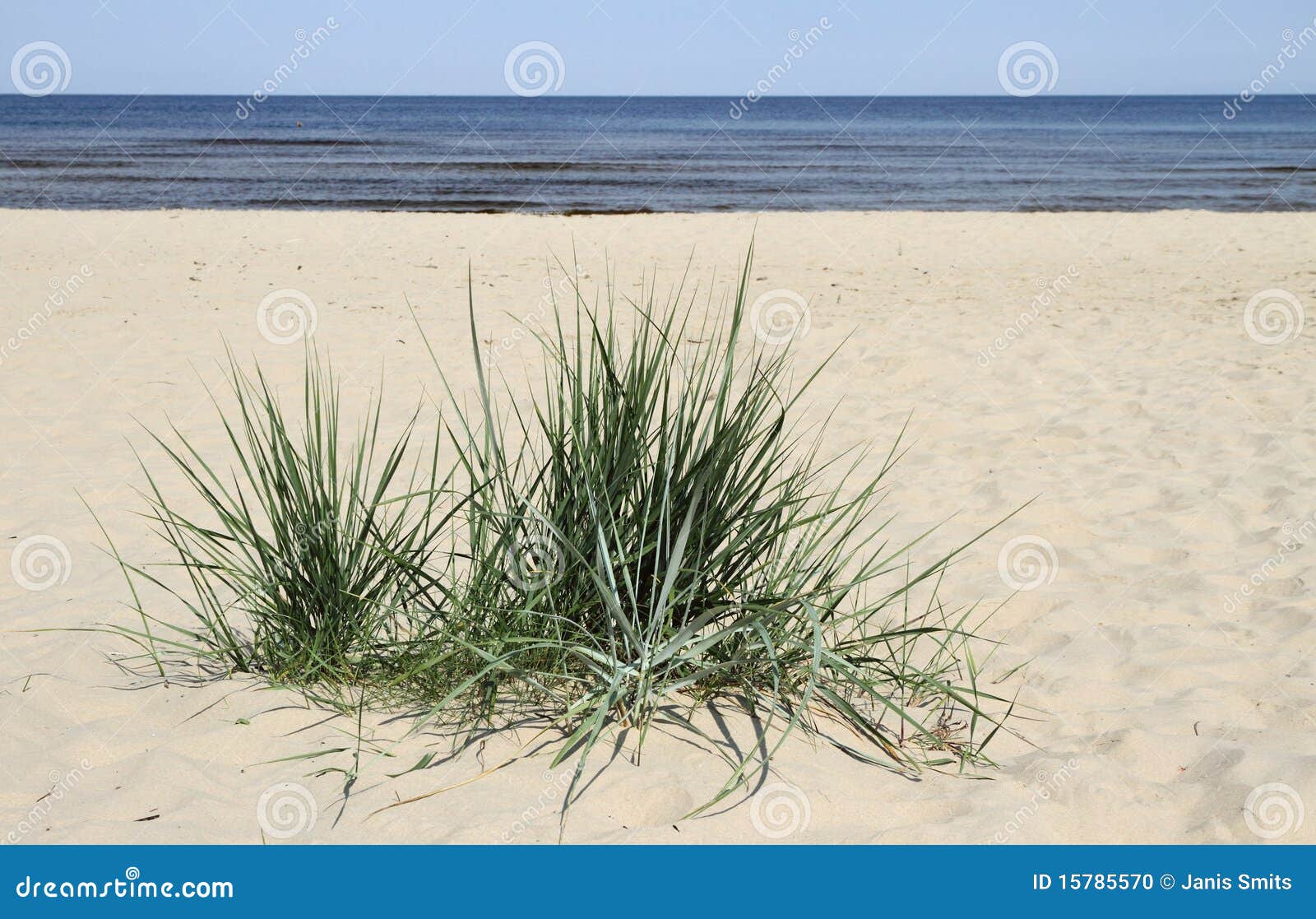 Grass in sand. stock photo. Image of abstract, heap, textured - 15785570