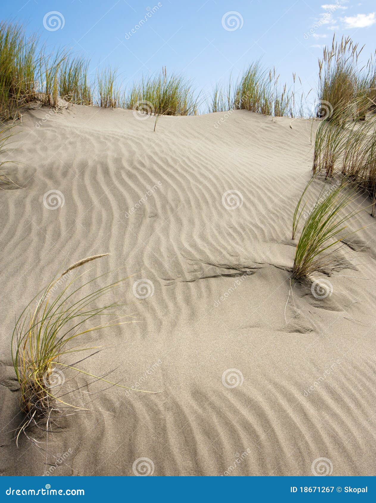 Grass in sand stock image. Image of grain, coast, pattern - 18671267