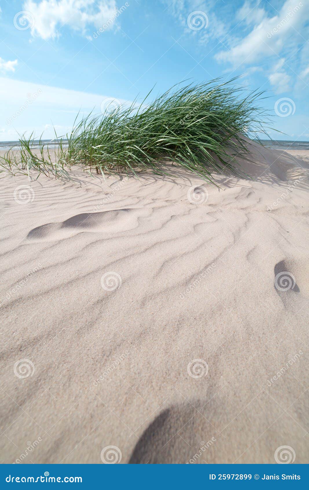 Grass in sand. stock image. Image of nature, landscape - 25972899