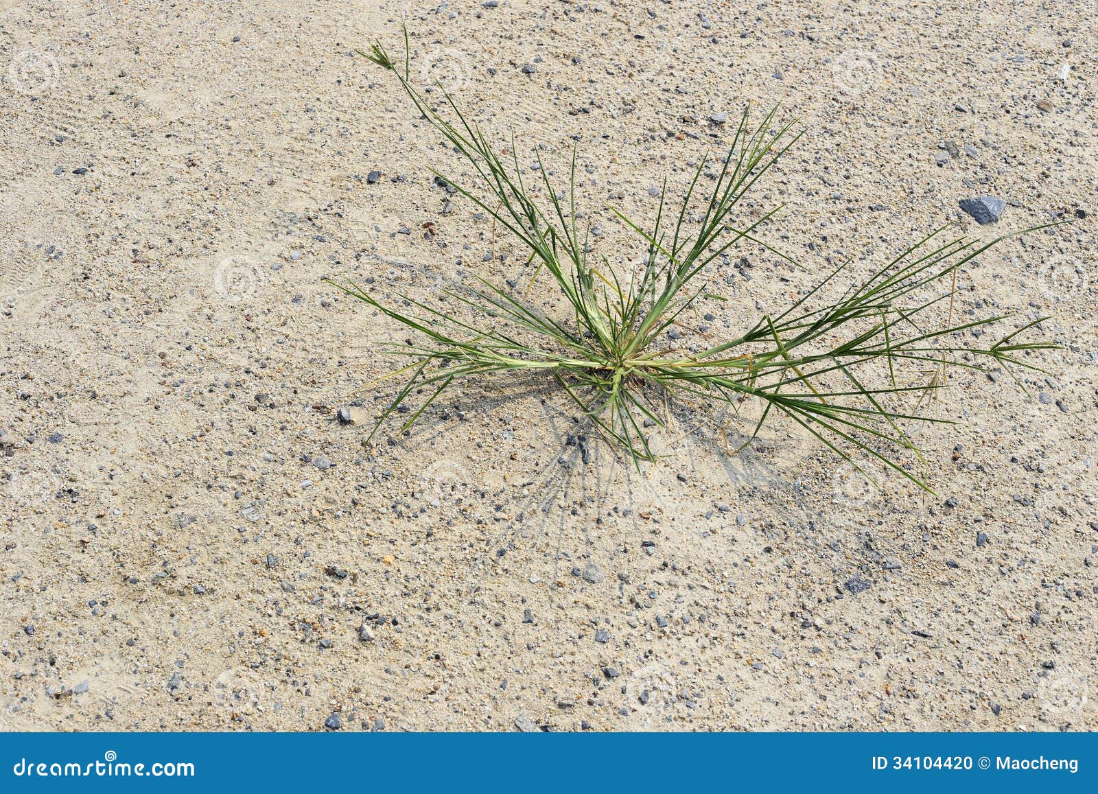 Grass on the sand stock photo. Image of gold, coast, relaxation - 34104420