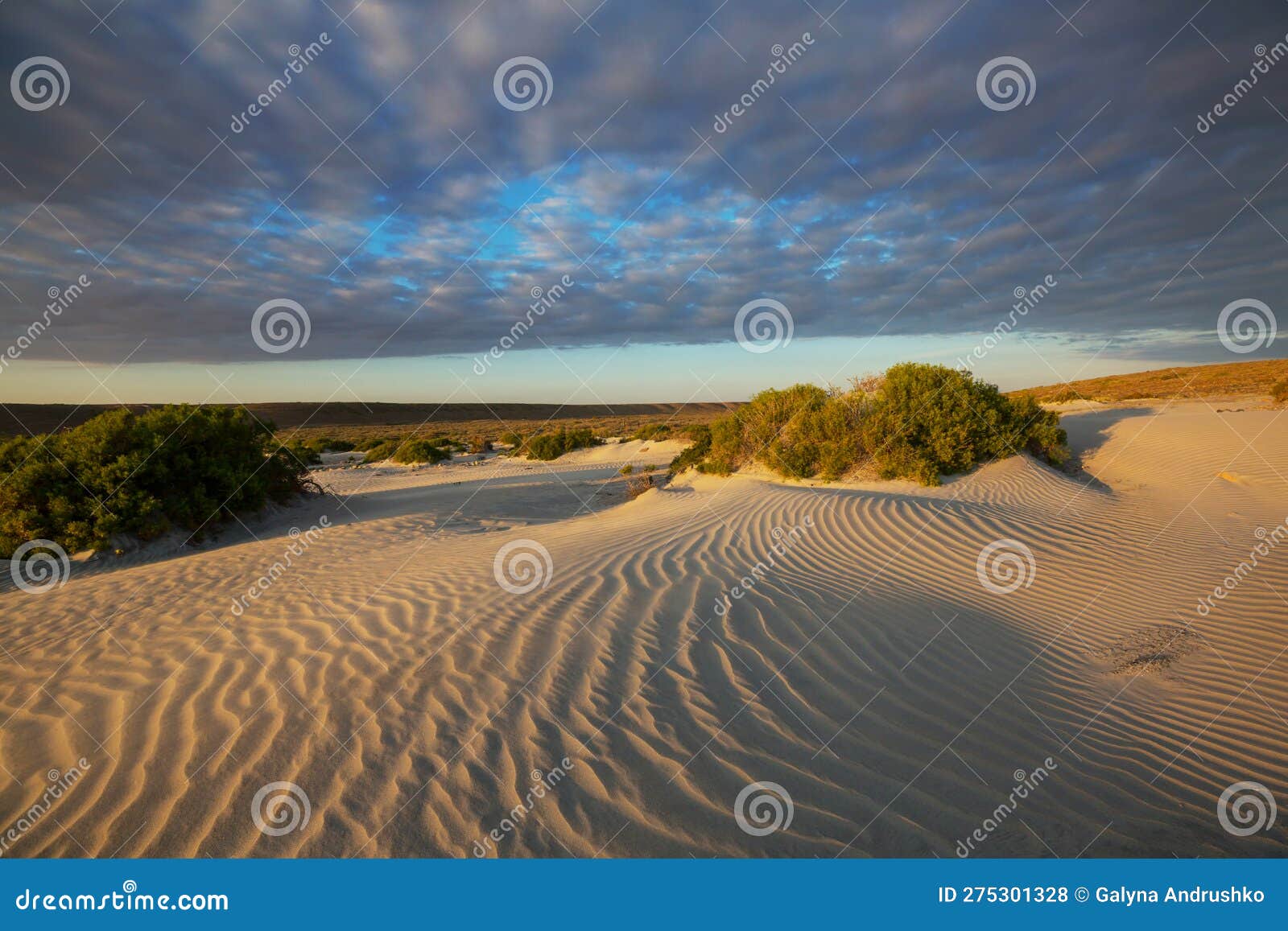 Grass in desert stock photo. Image of desert, sunny - 275301328
