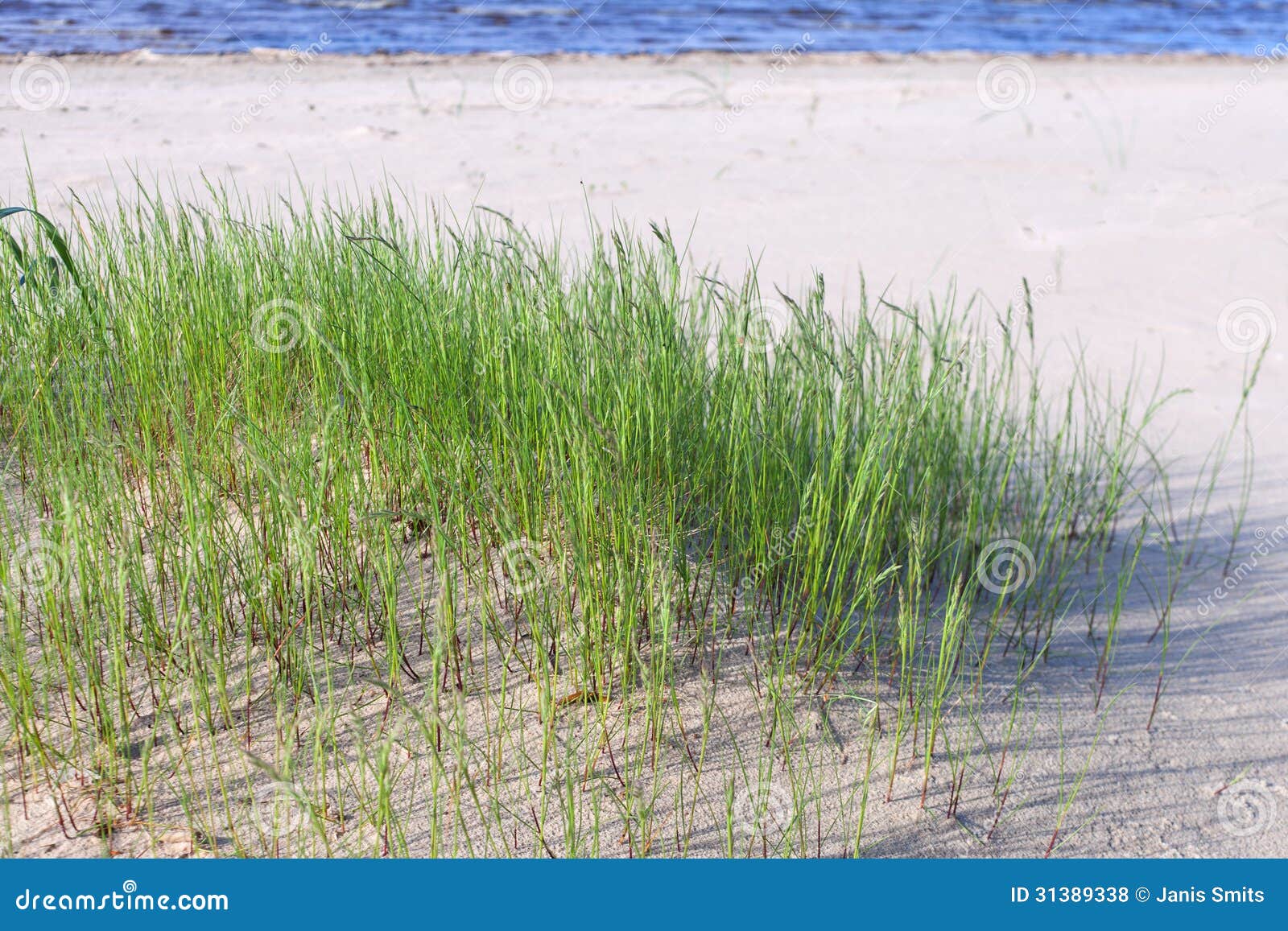 Grass and sand. stock photo. Image of summer, sand, texture - 31389338