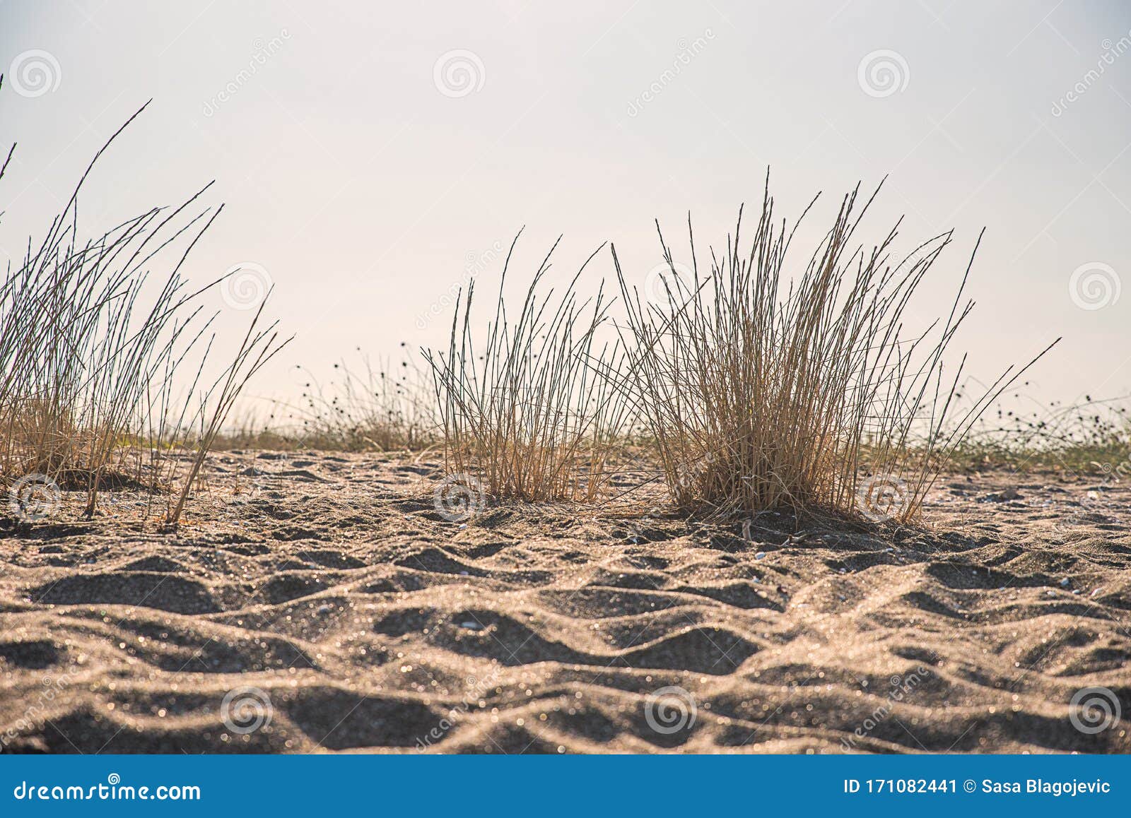 Grass on the sandy beach stock image. Image of scenery - 171082441