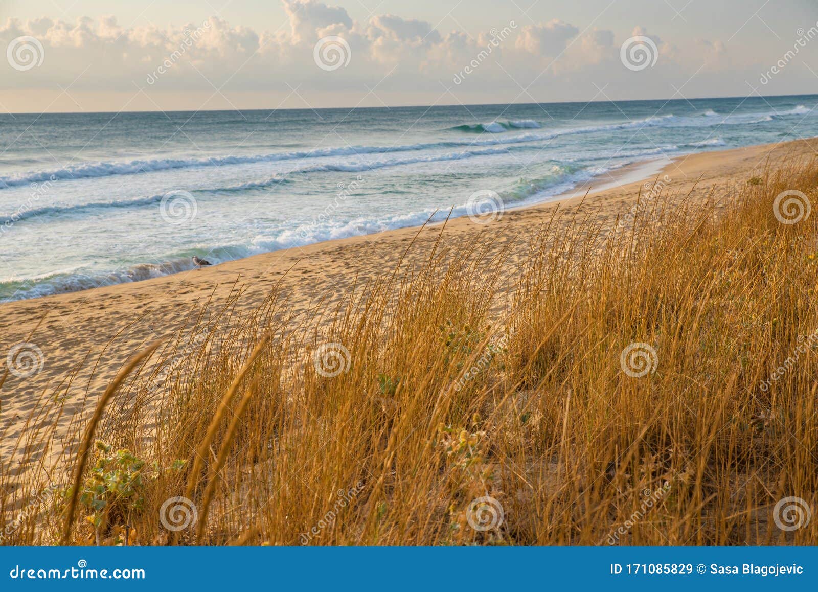 Grass on the sandy beach stock image. Image of holiday - 171085829