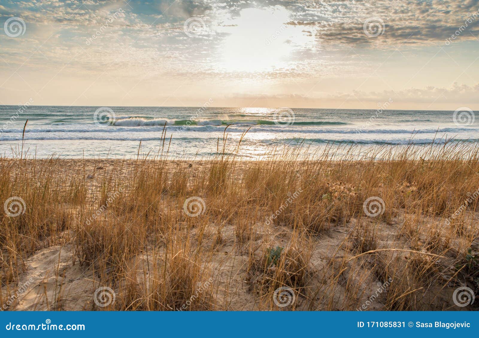 Grass on the sandy beach stock image. Image of dune - 171085831